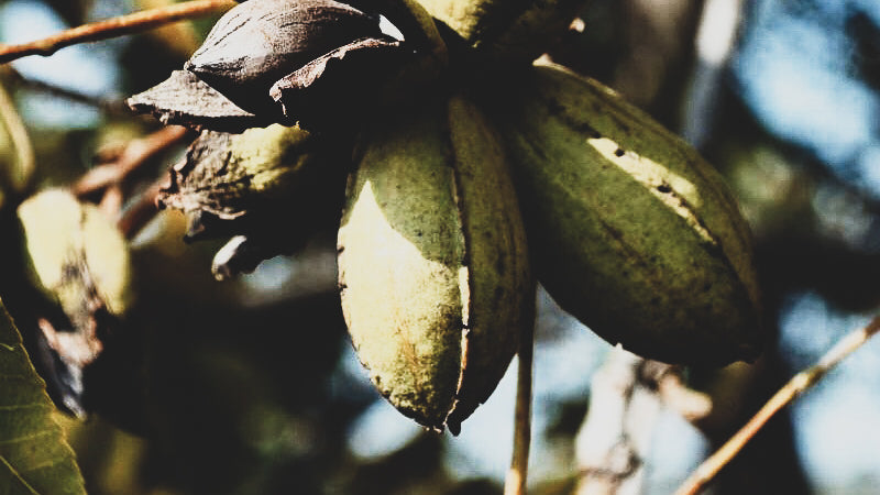 SHOP ALL – 38pecans